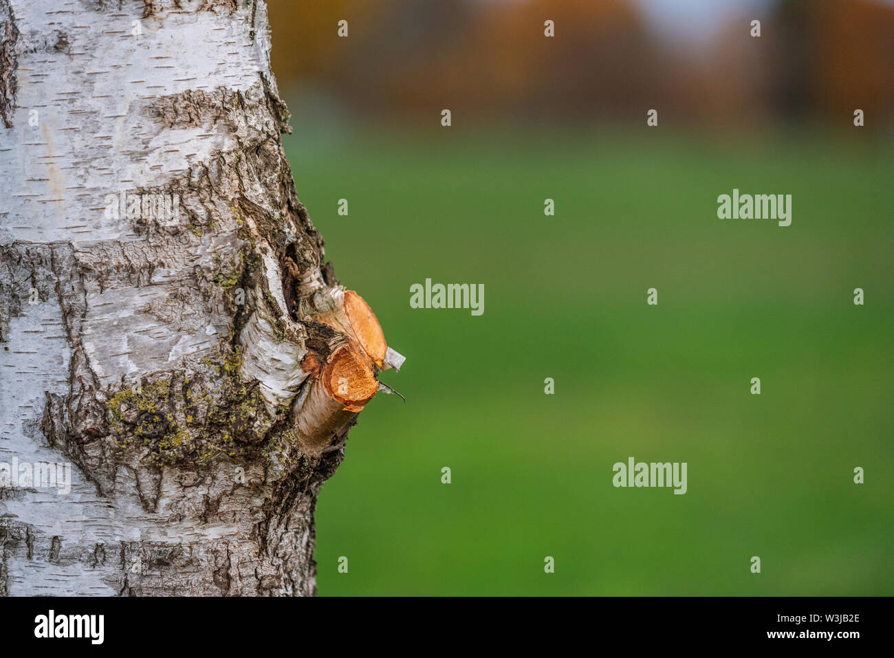 Beautiful summer forest with different trees hi-res stock photography ...