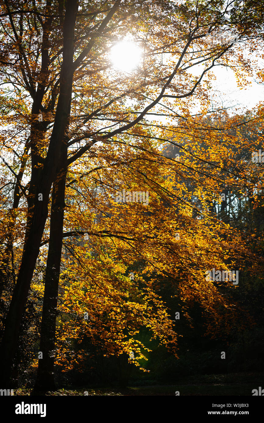 A walk through an autumn forest Stock Photo - Alamy