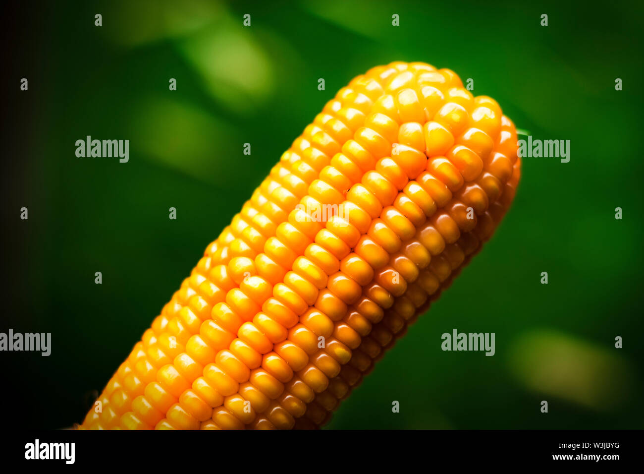 Corn crop nepal hi-res stock photography and images - Alamy