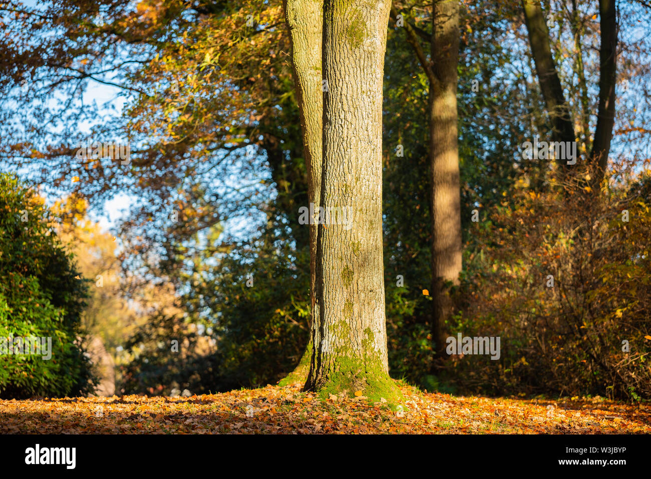 The main focus is on trees in different situations Stock Photo - Alamy