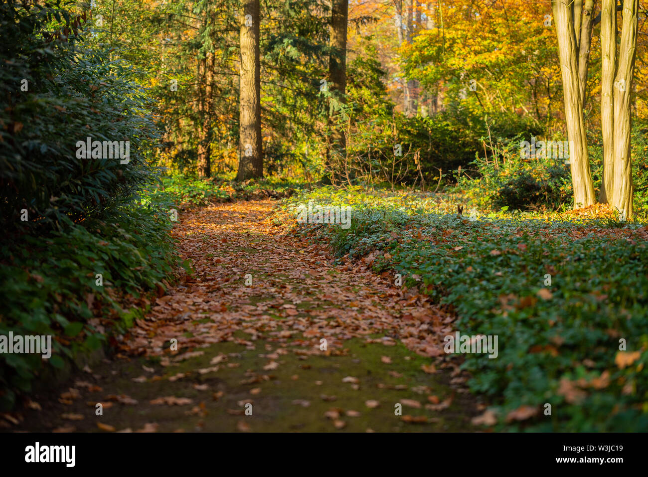 A walk through an autumn forest Stock Photo - Alamy