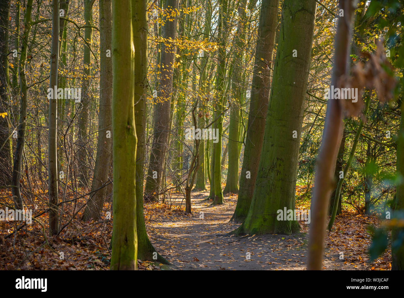 A walk through an autumn forest Stock Photo - Alamy