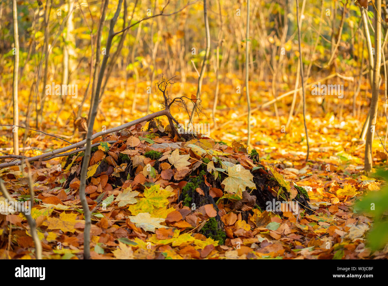 Natur motive hi-res stock photography and images - Alamy