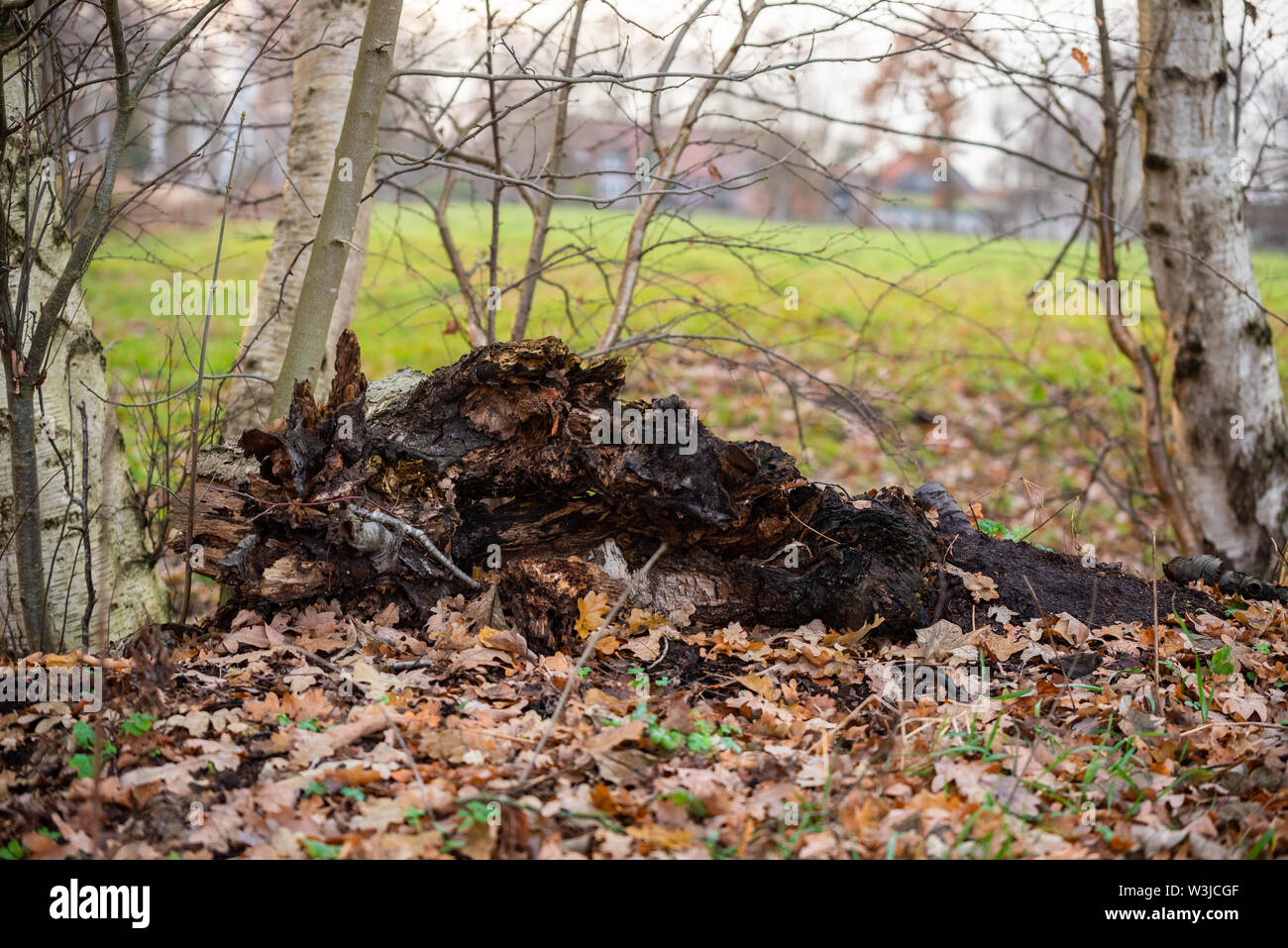 Natur motive hi-res stock photography and images - Alamy