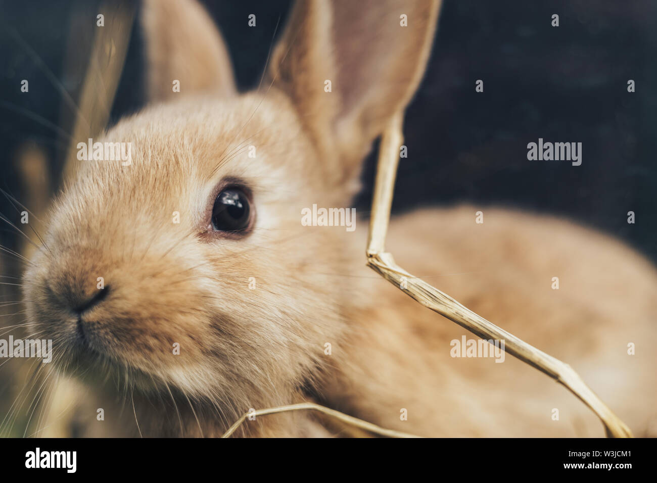 Beautiful young brown rabbit on a straw, hay, background Stock Photo ...