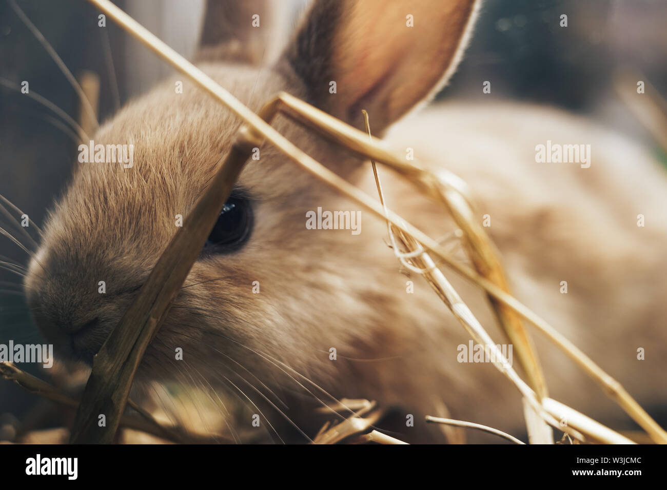 Beautiful young brown rabbit on a straw, hay, background Stock Photo ...
