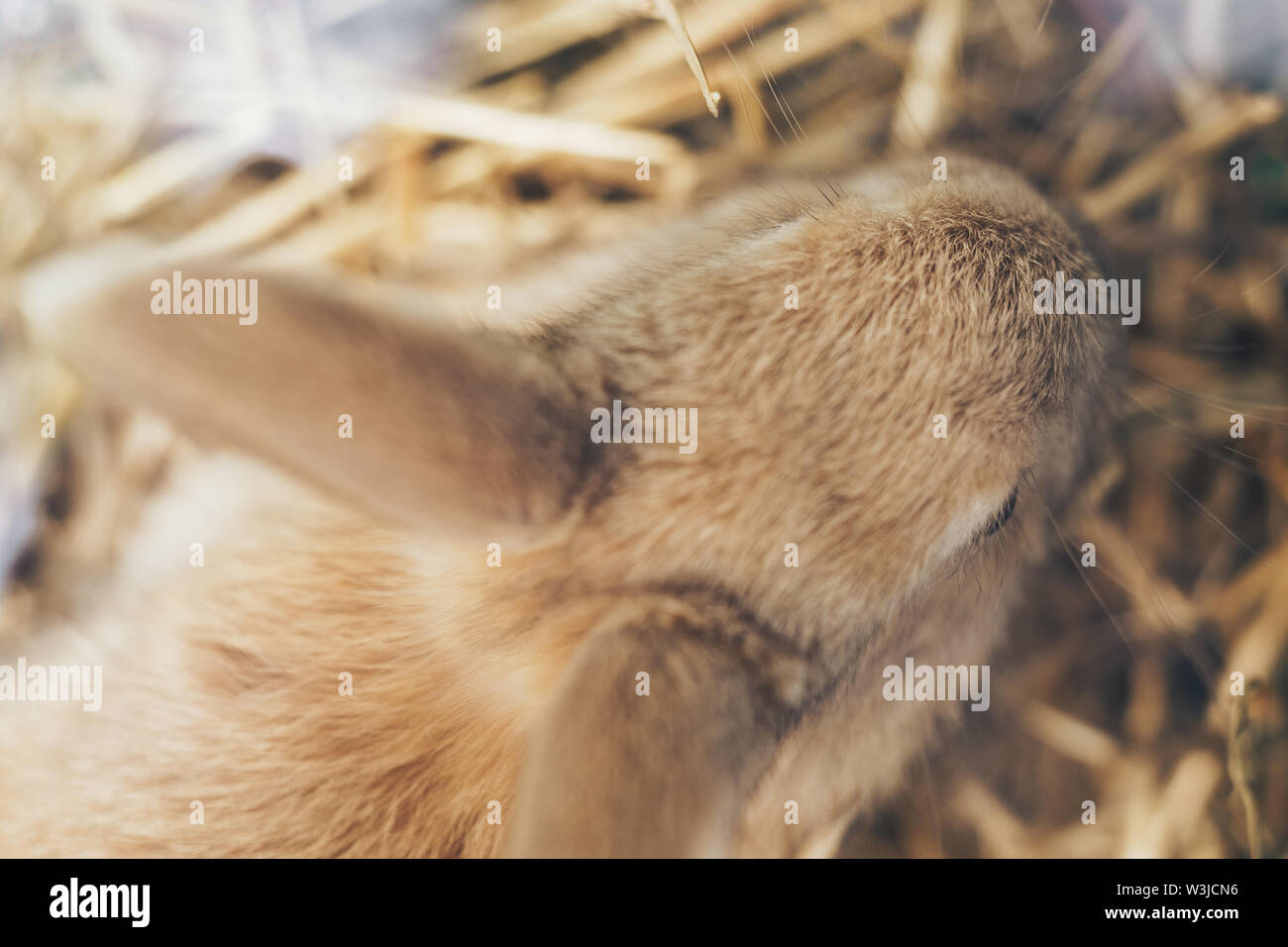 Beautiful young brown rabbit on a straw, hay, background Stock Photo ...