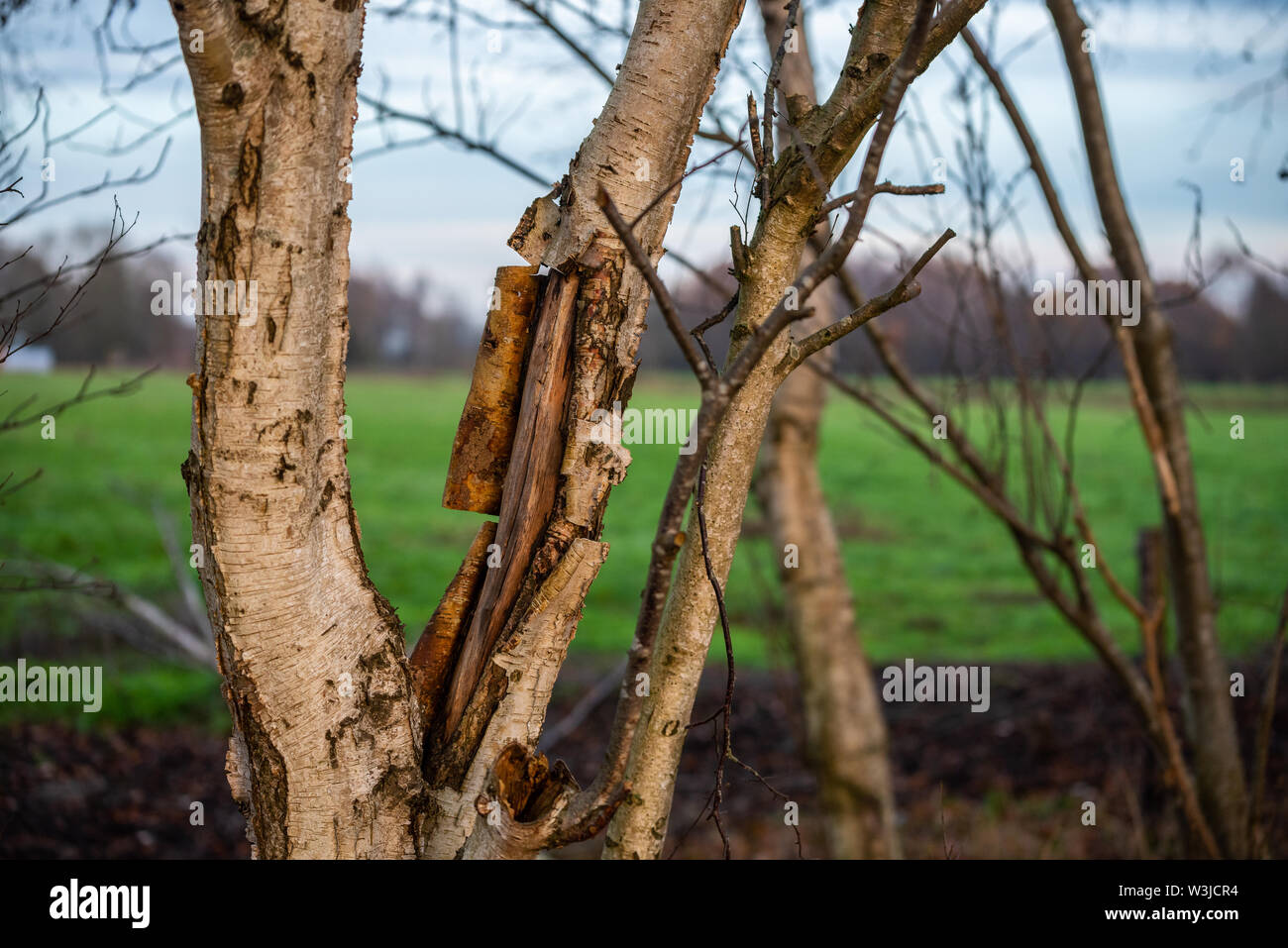 The main focus is on trees in different situations Stock Photo - Alamy