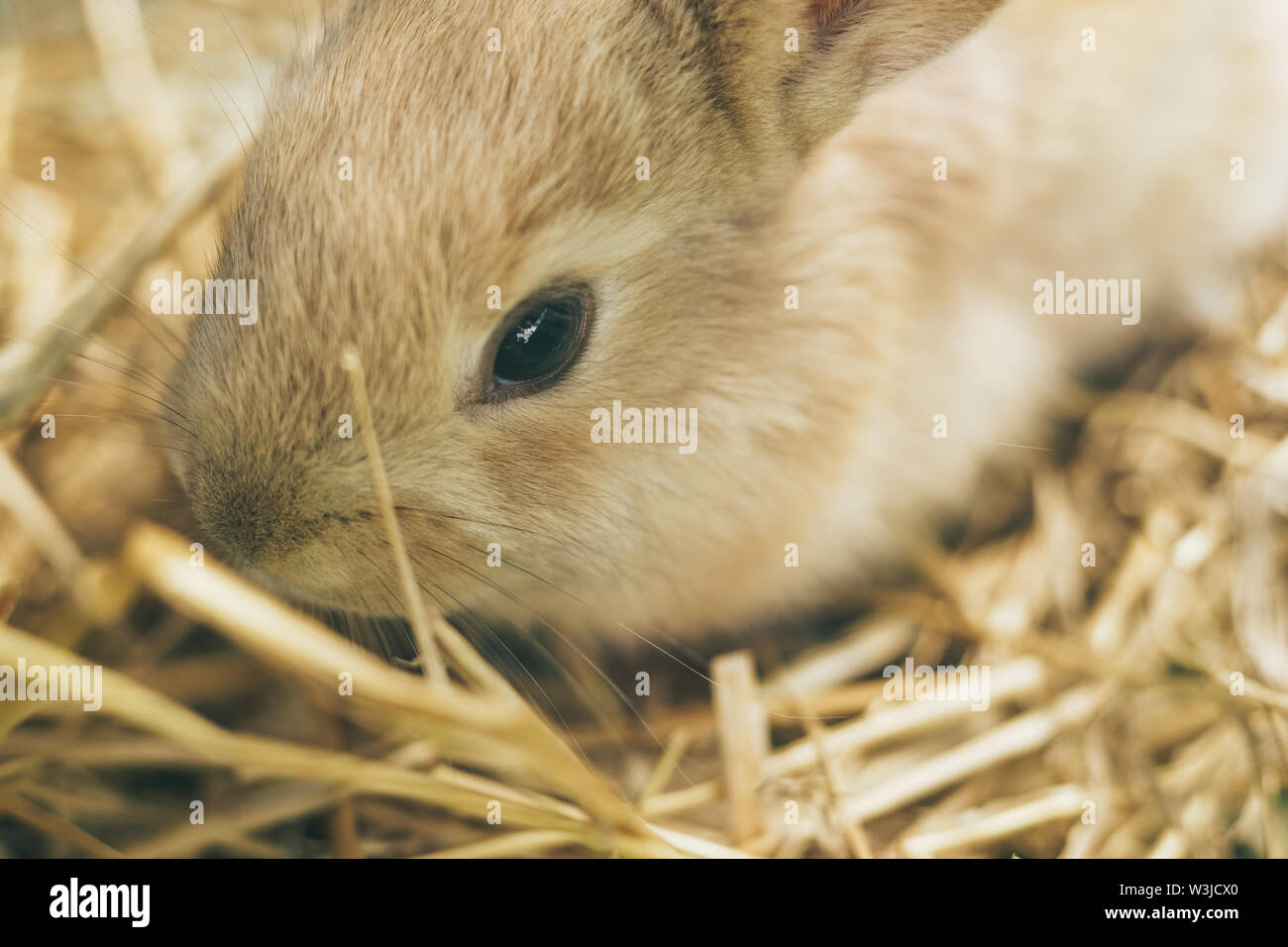 Beautiful young brown rabbit on a straw, hay, background Stock Photo ...