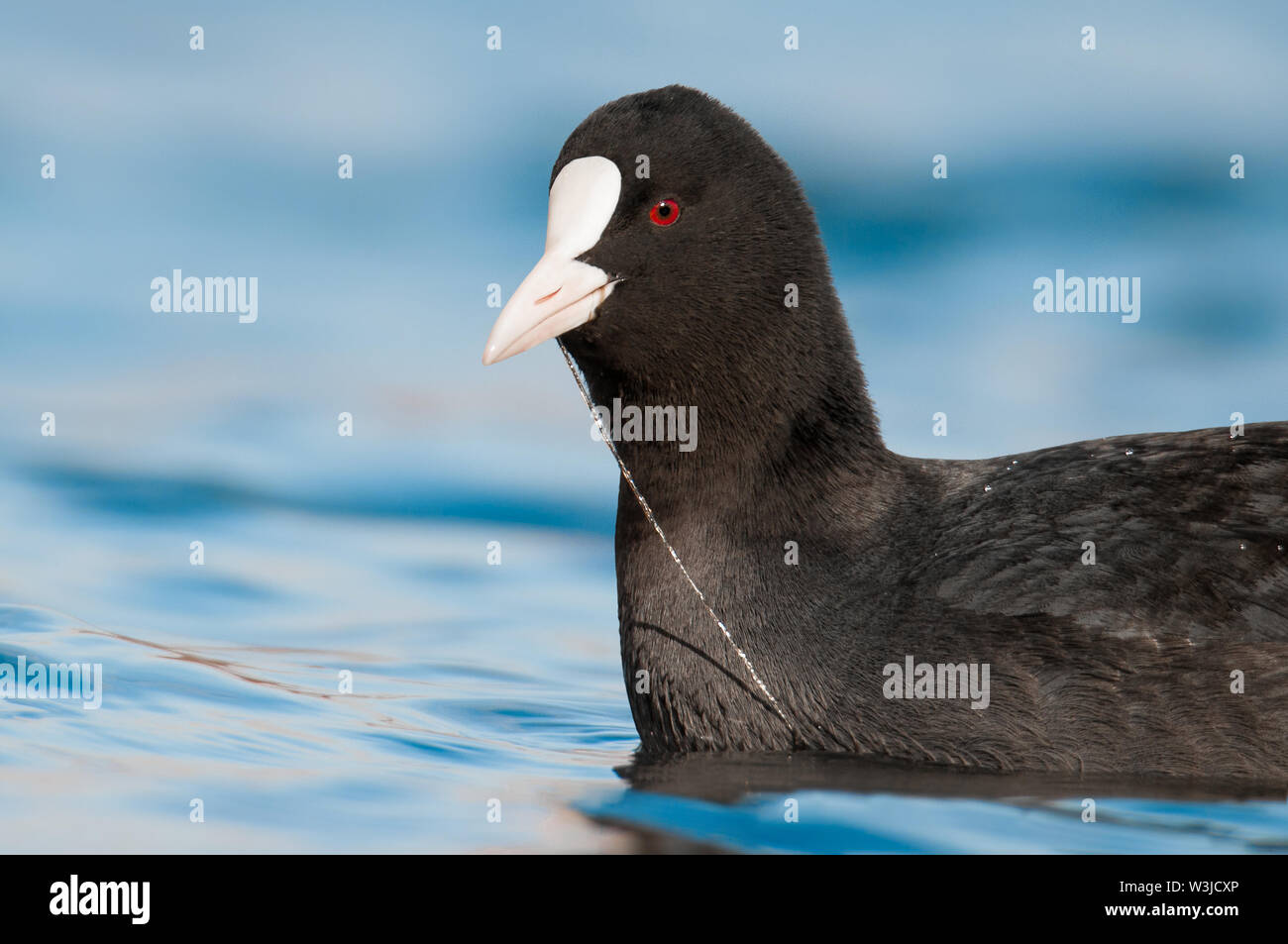 Eurasian coot (Fulica atra), Czech Republic, a beautiful bird from ...