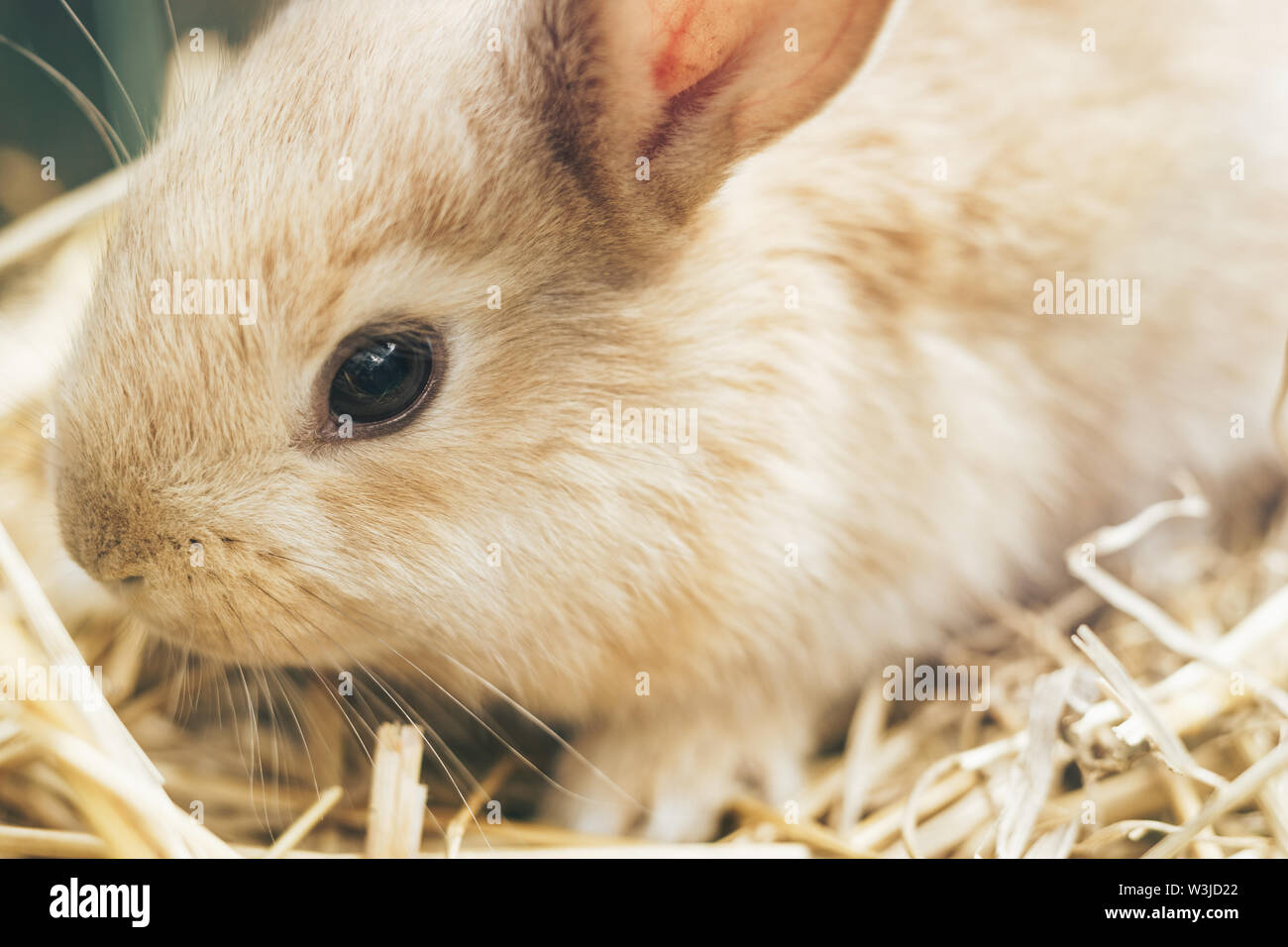 Beautiful young brown rabbit on a straw, hay, background Stock Photo ...
