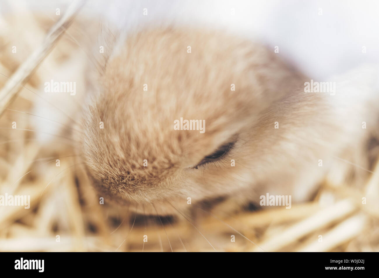 Beautiful young brown rabbit on a straw, hay, background Stock Photo ...
