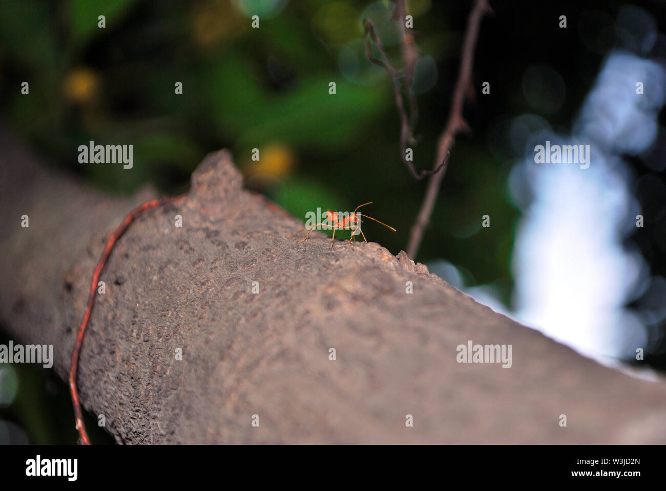 Red ants that cling to the trees in the morning with sunlight Stock ...