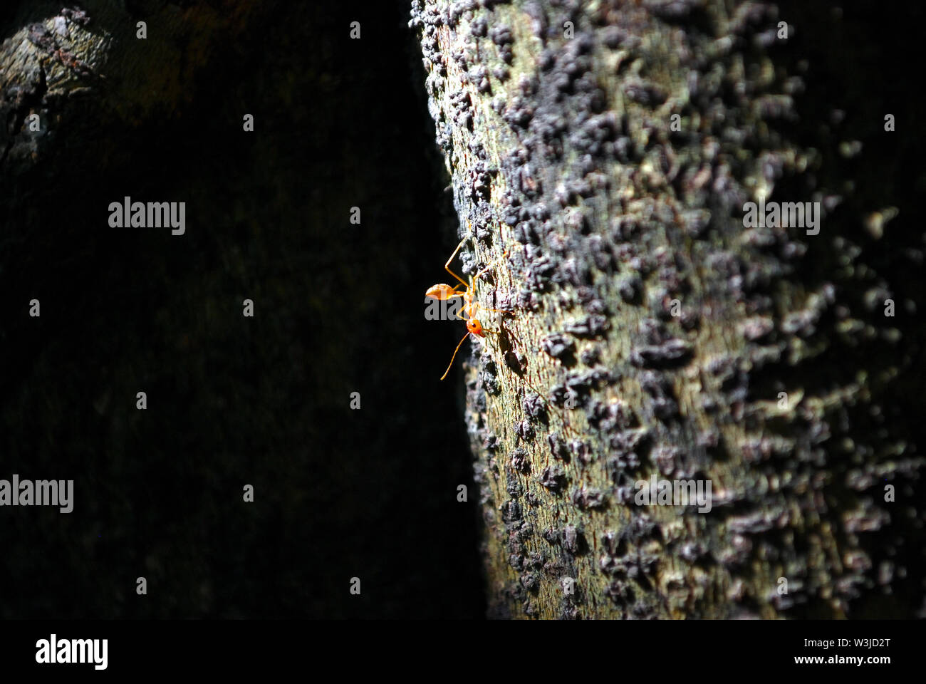 Red ants that cling to the trees in the morning with sunlight Stock ...