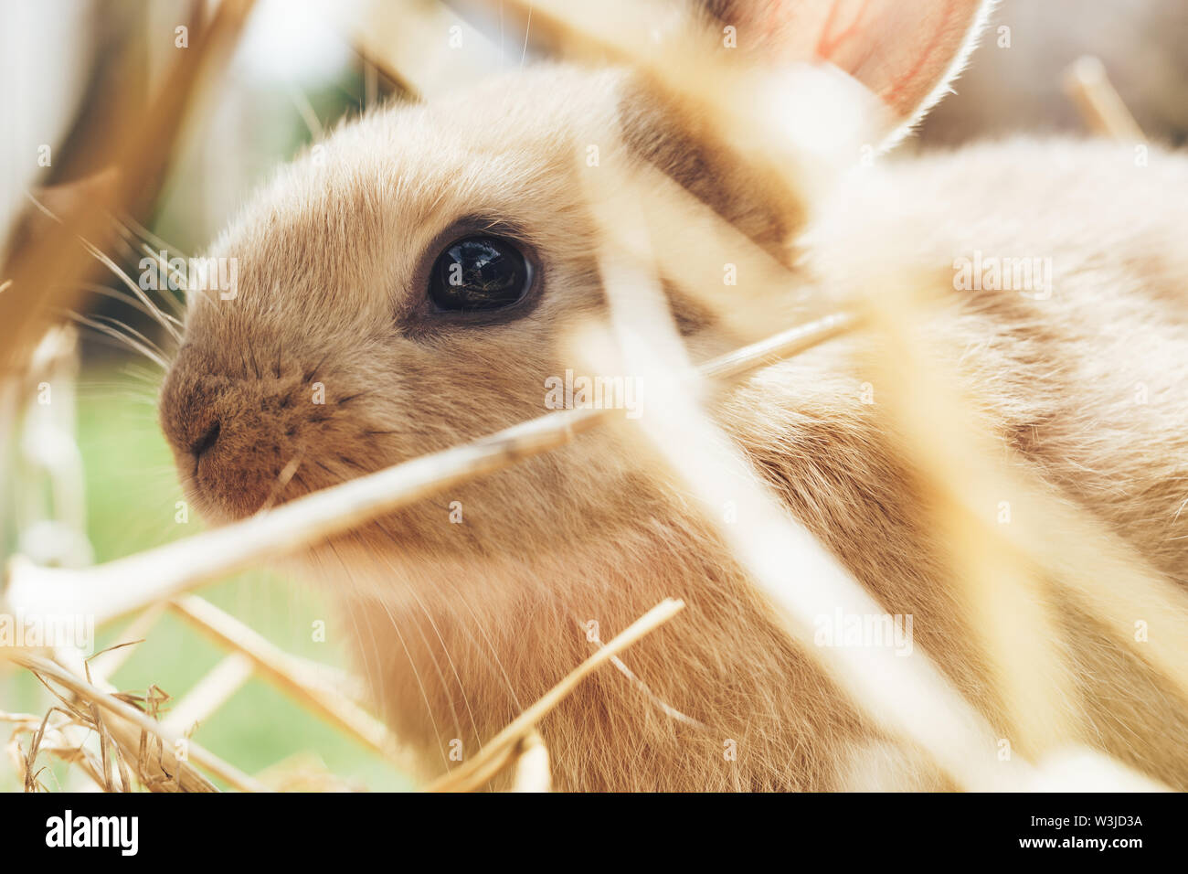 Beautiful young brown rabbit on a straw, hay, background Stock Photo ...