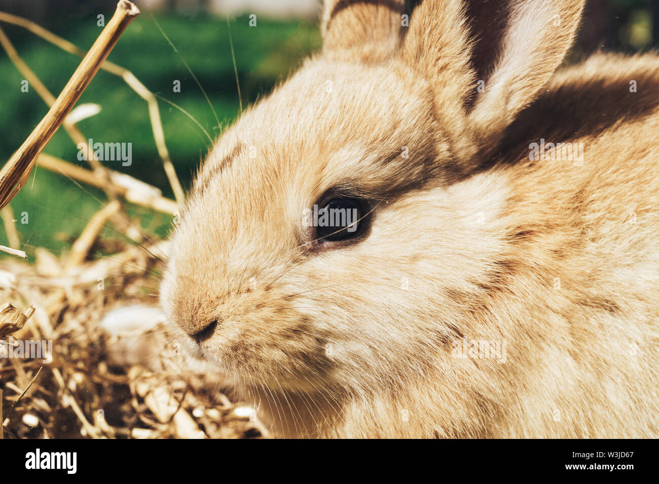 Beautiful young brown rabbit on a straw, hay, background Stock Photo ...