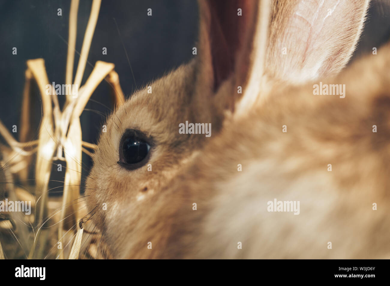 Beautiful young brown rabbit on a straw, hay, background Stock Photo ...