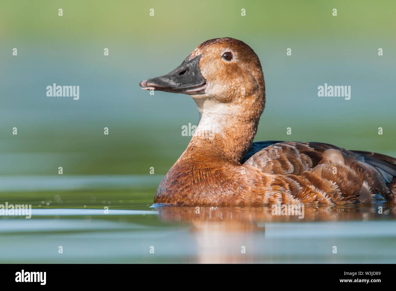 Common pochard (Aythya ferina) female, amazing duck from a beautiful ...
