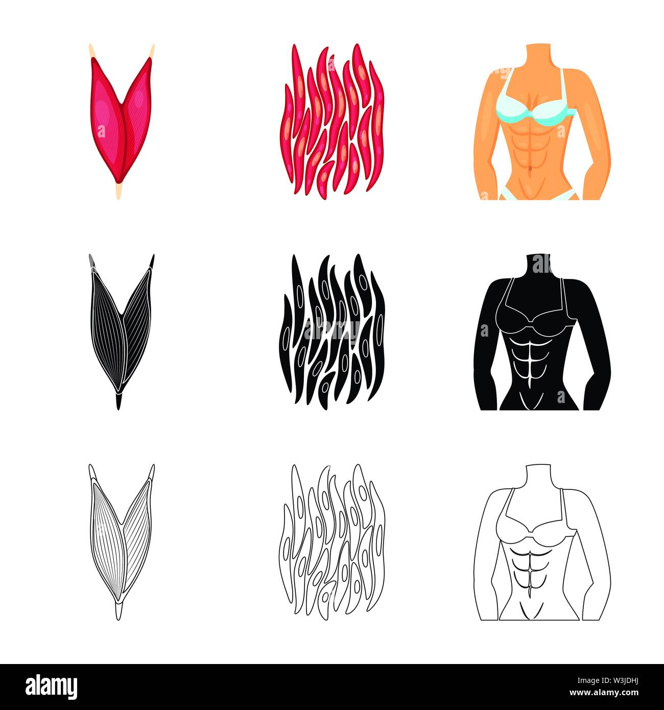 Vector illustration of fiber and muscular symbol. Set of fiber and body ...