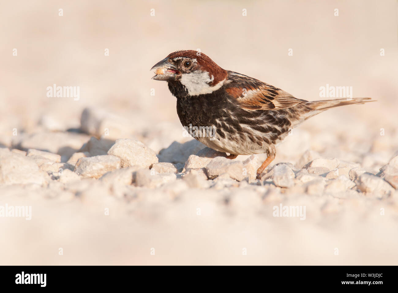 Spanish Sparrow (Passer hispaniolensis) male, a beautiful bird sitting ...