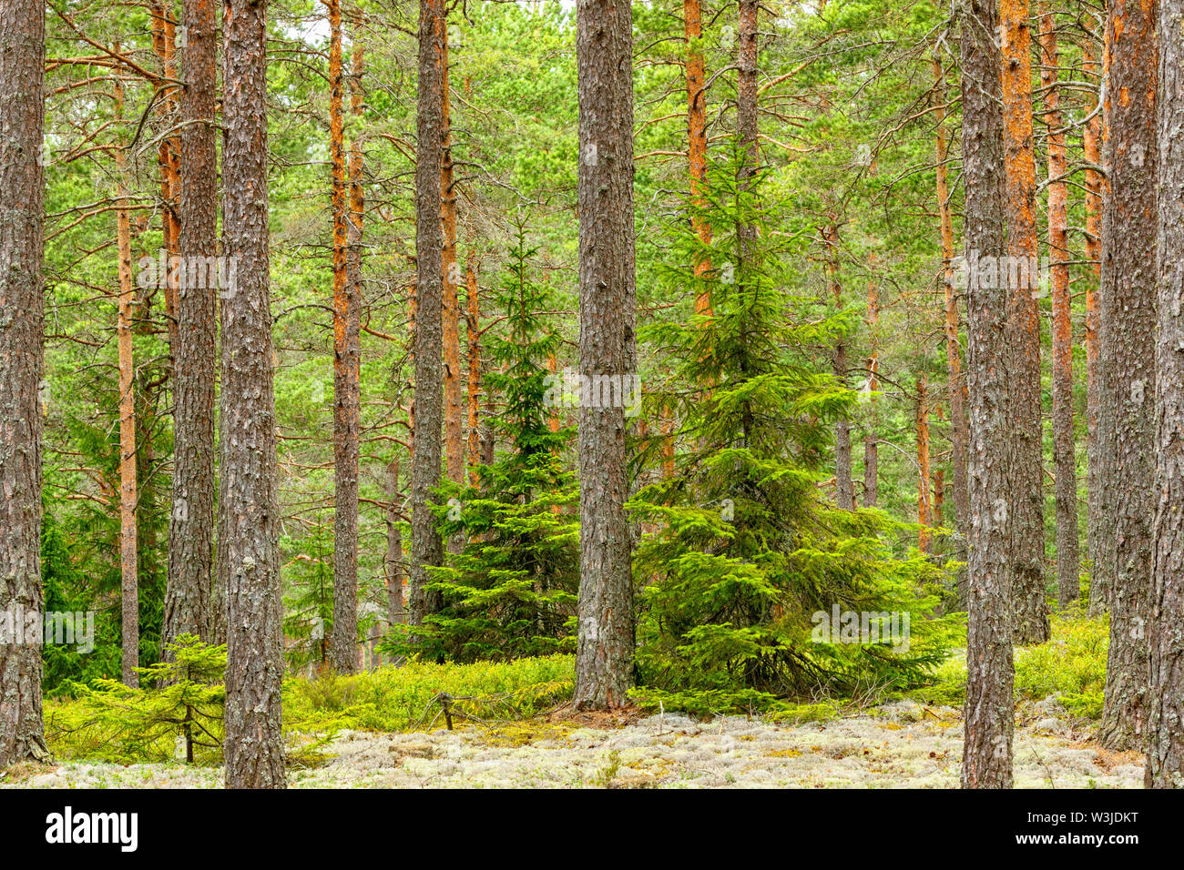Forest with spruce trees and pine tree trunks Stock Photo - Alamy