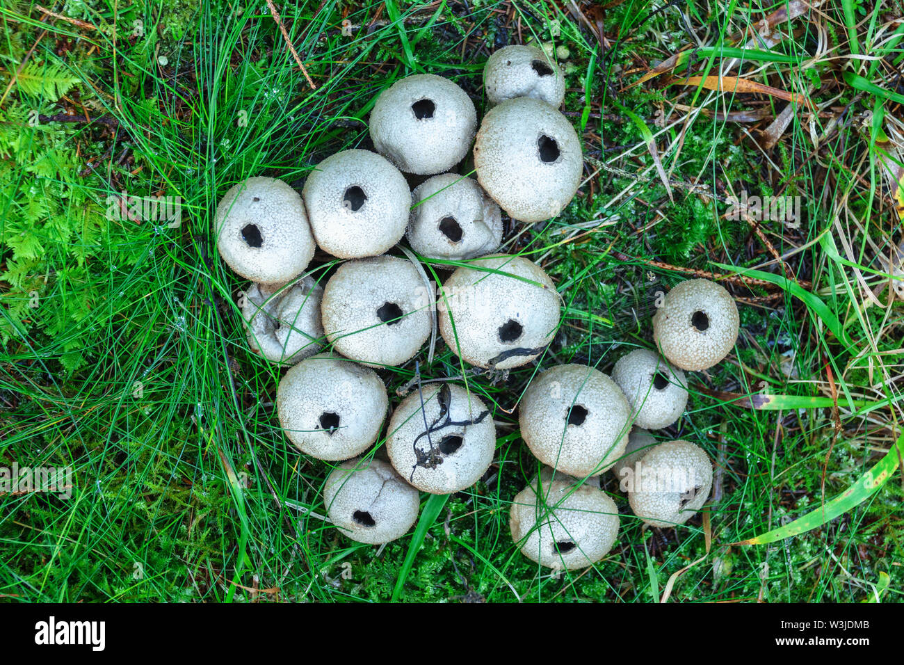 Open puffballs on the forest floor Stock Photo - Alamy