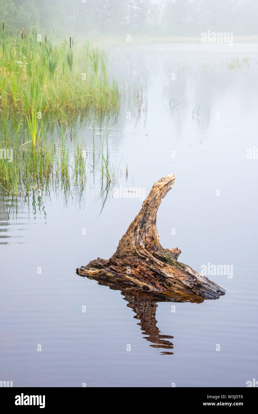 Old tree log in the water at a lake Stock Photo - Alamy