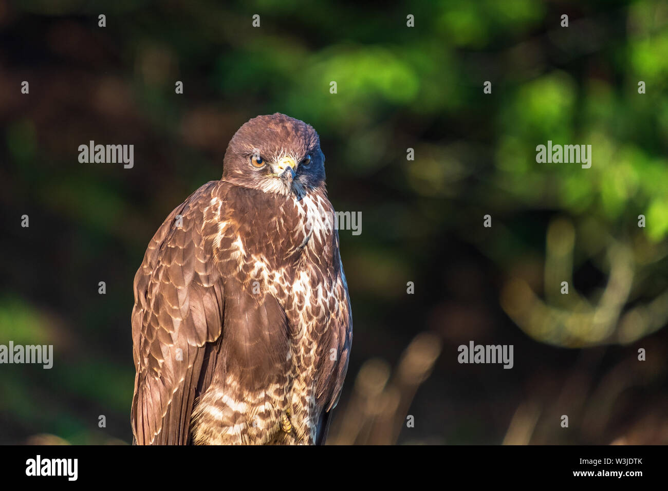 Buzzard looking camera hi-res stock photography and images - Alamy