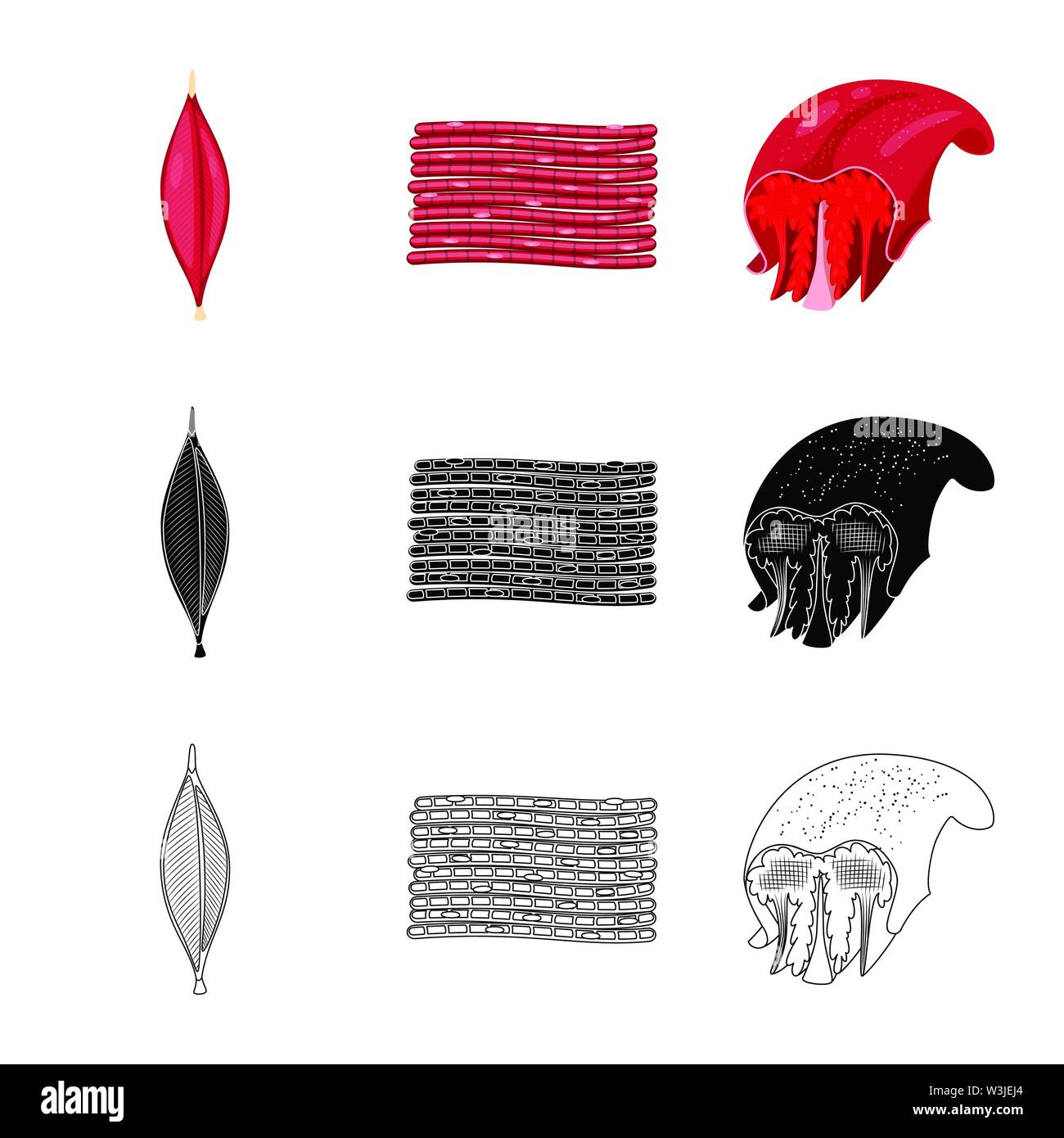 Vector design of fiber and muscular icon. Set of fiber and body stock ...