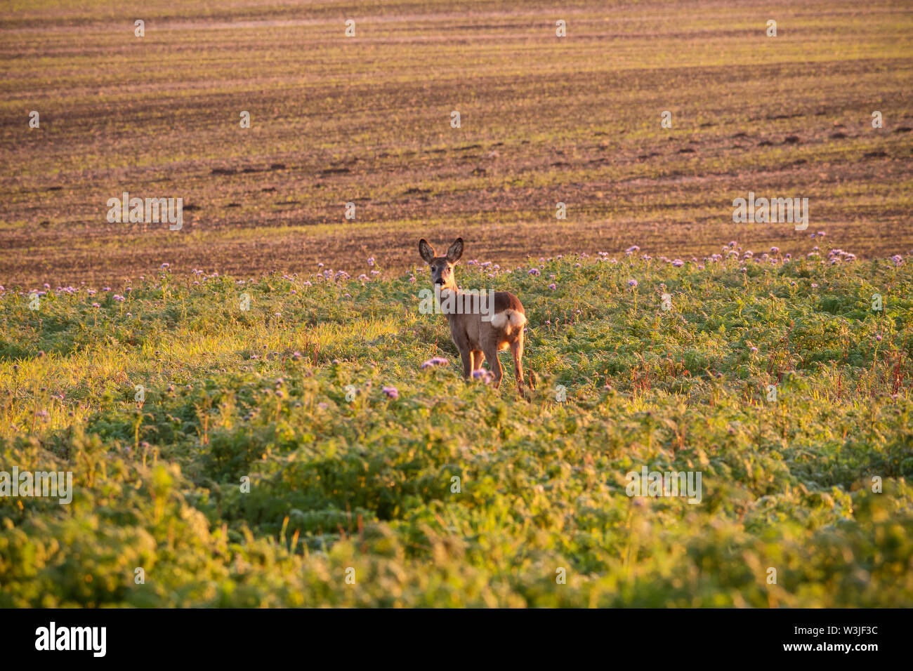Roe deer standing among the agricultural field Stock Photo - Alamy