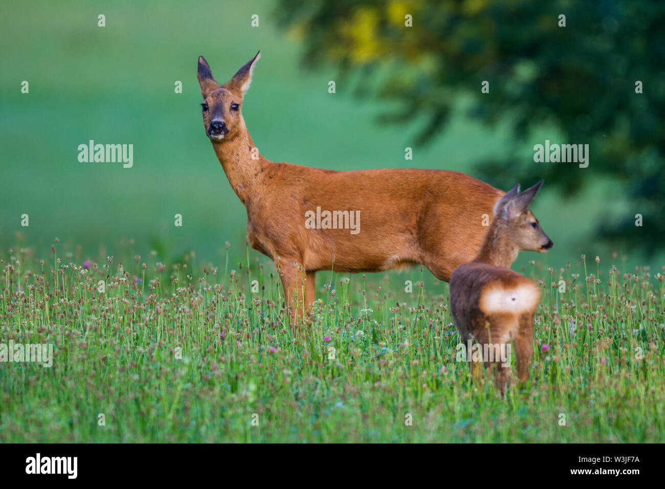 Gaiss mit kitz hi-res stock photography and images - Alamy