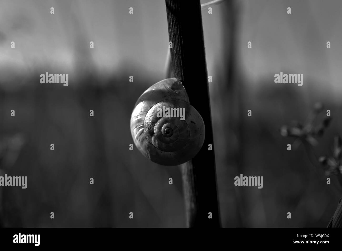 Wallpaper snail hi-res stock photography and images - Alamy