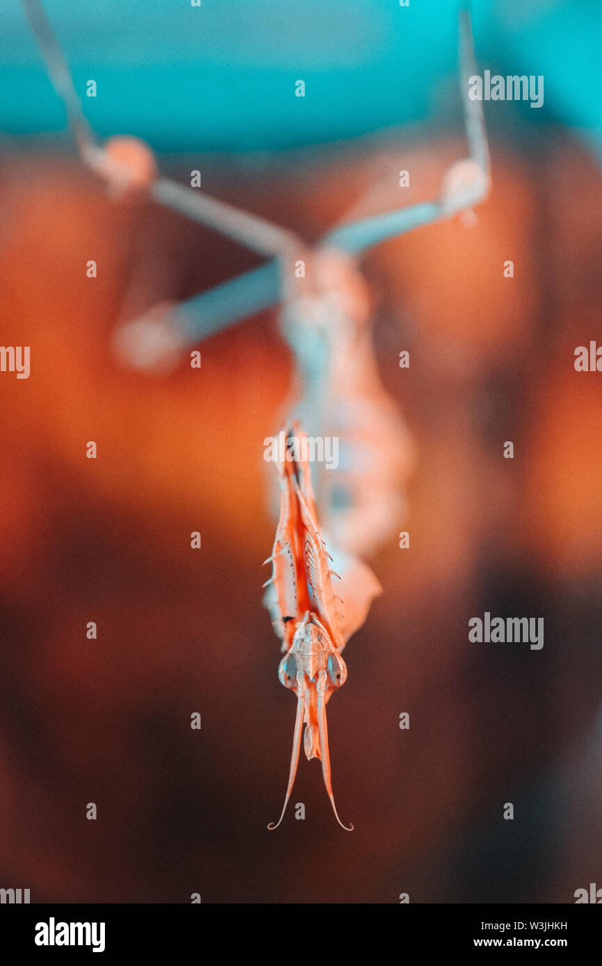 Praying mantis alien insect hi-res stock photography and images - Alamy