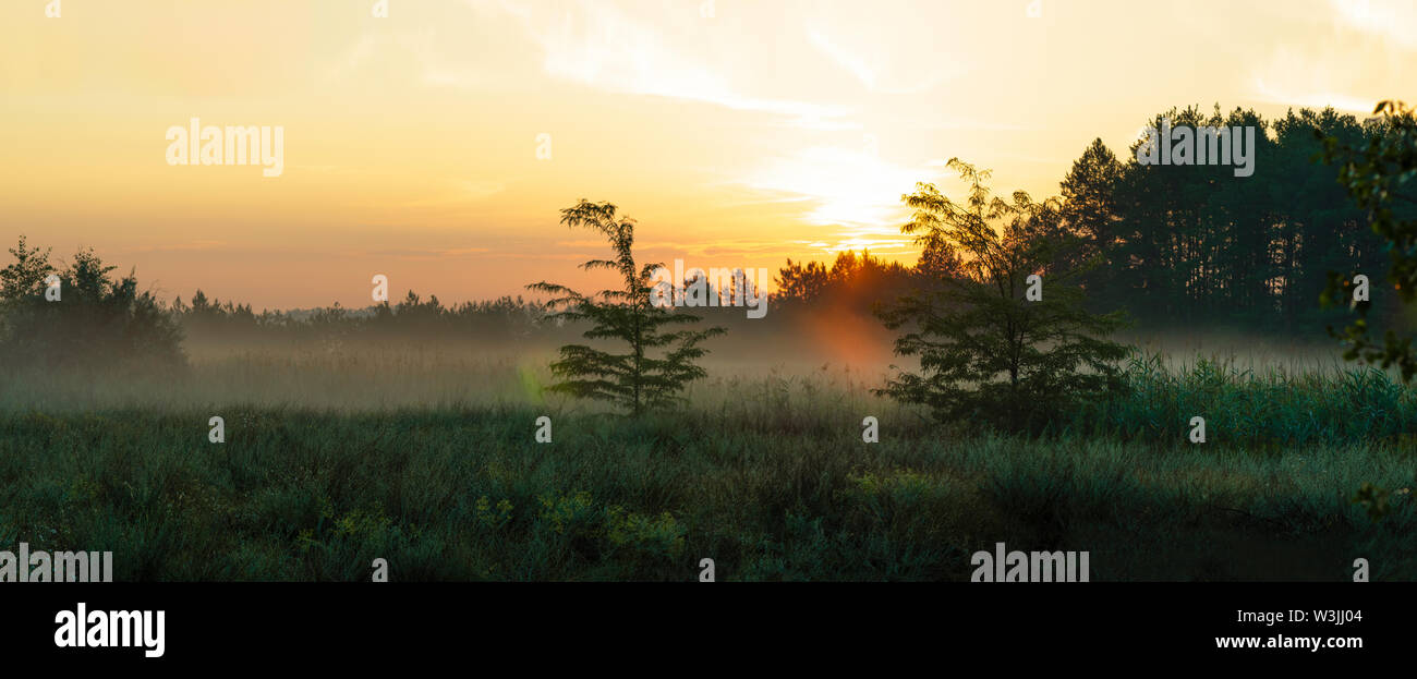 Beautiful sunrise in the forest. nature background Stock Photo - Alamy