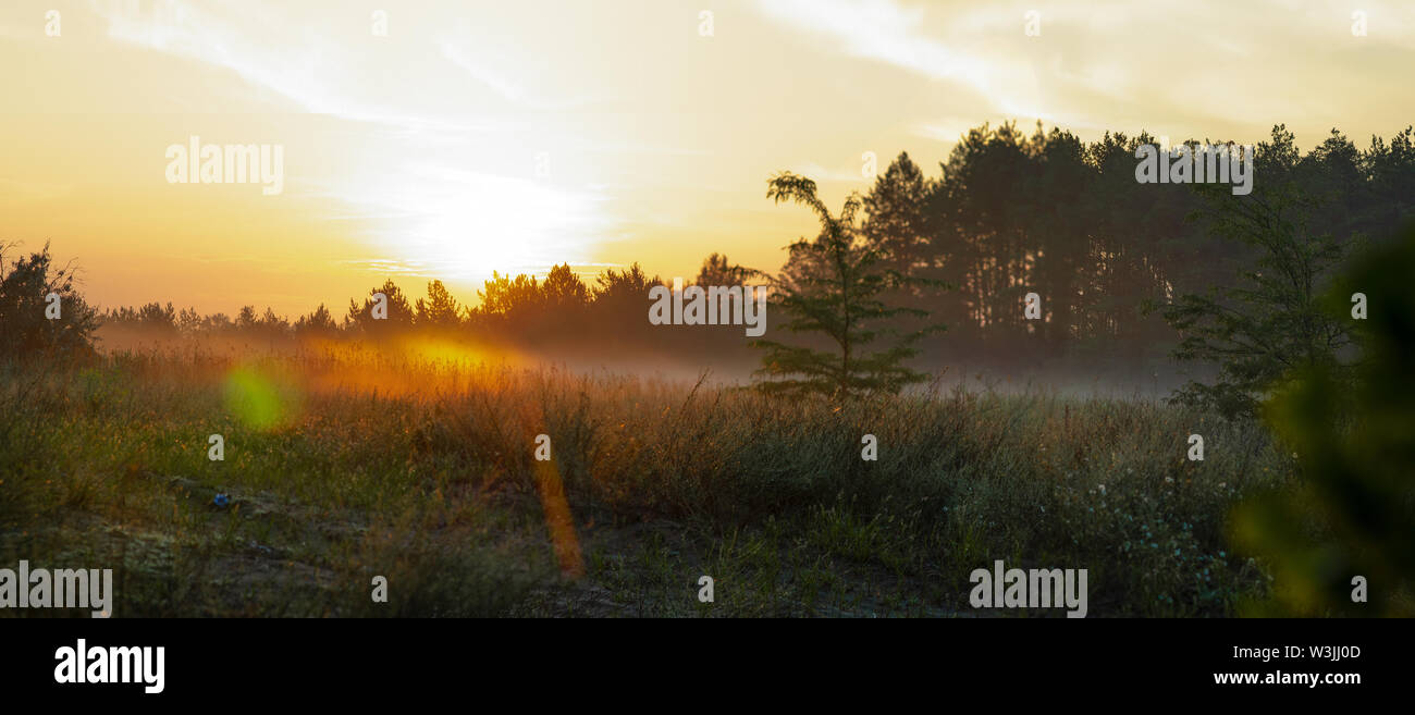 Beautiful sunrise in the forest. nature background Stock Photo - Alamy