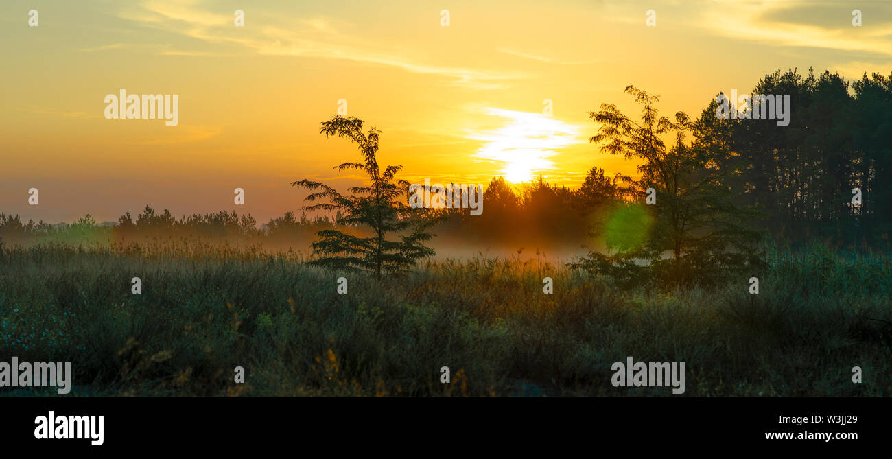 Sunset in the Forest. Beautiful summer sunrise panorama Stock Photo - Alamy