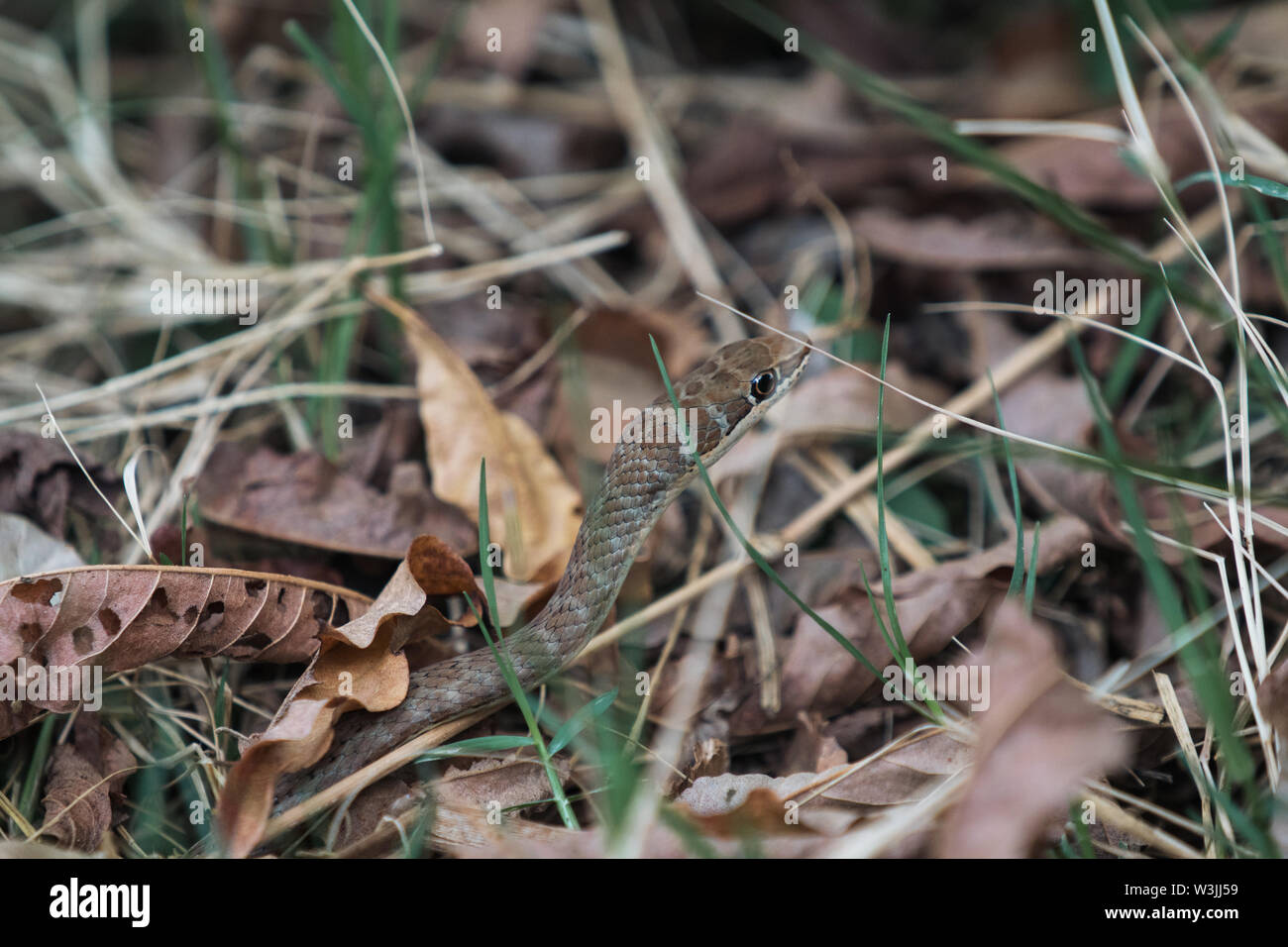 snake of zambia Stock Photo - Alamy