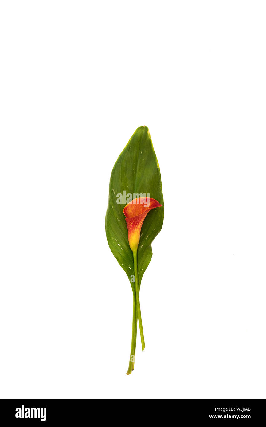 Red Calla lily with leaf isolated on white background Stock Photo - Alamy