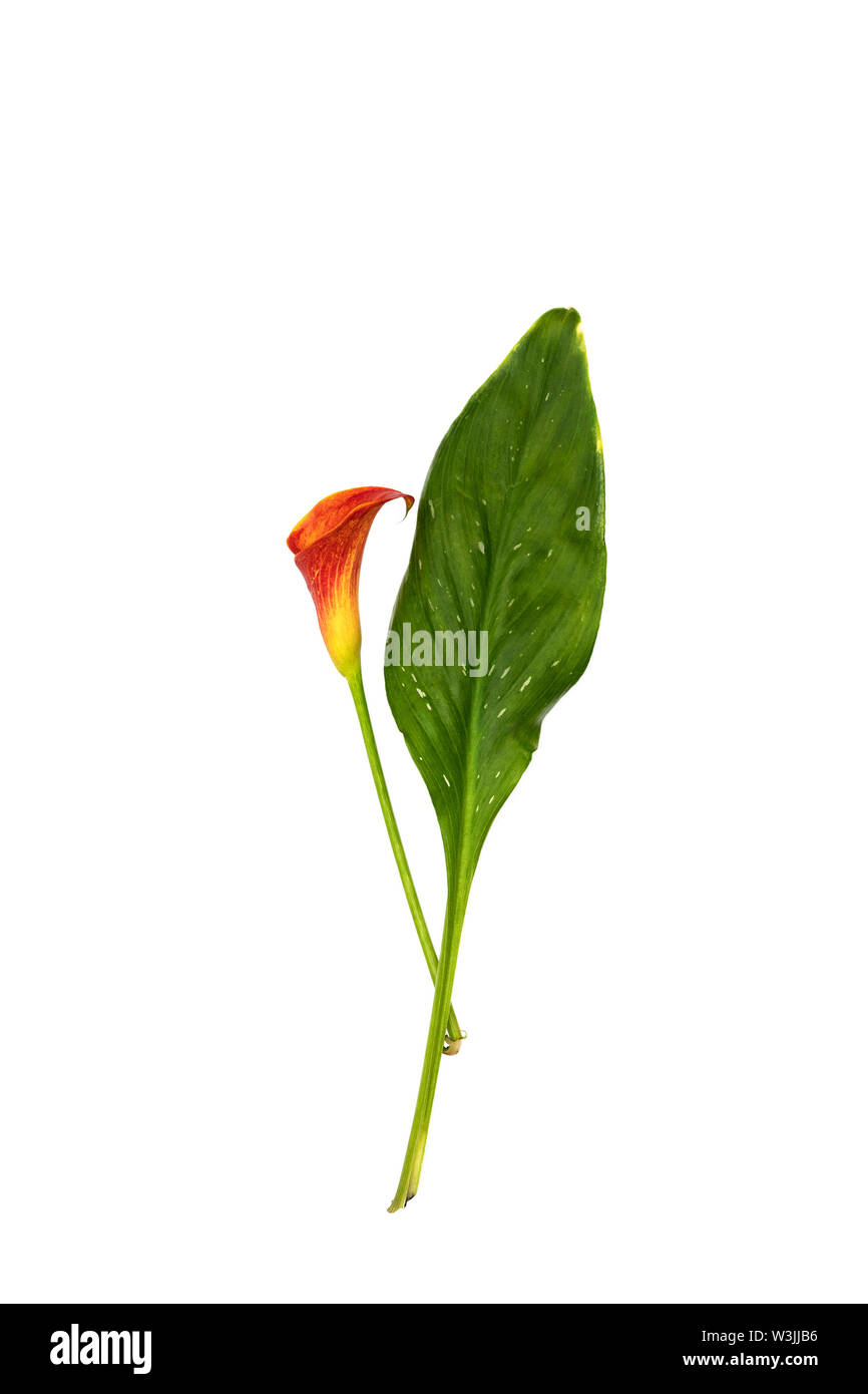 Red Calla lily with leaf isolated on white background Stock Photo - Alamy