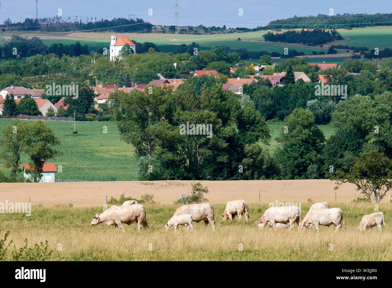 Herd of cows grazing in countryside with hills, trees and village with ...