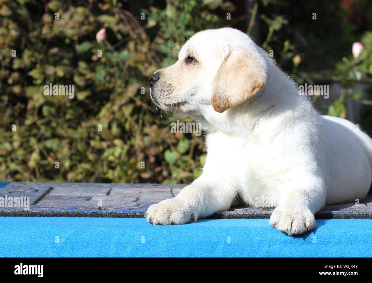 the sweet little labrador puppy on a blue background Stock Photo - Alamy