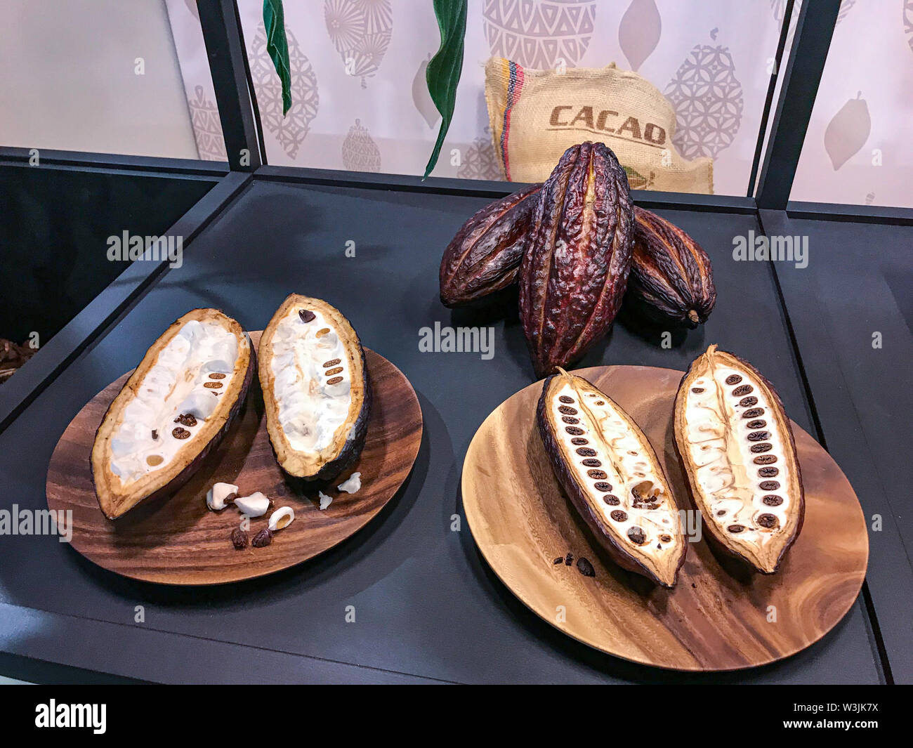 Cocoa fruit displayed in a display case in a stand at the chocolate ...