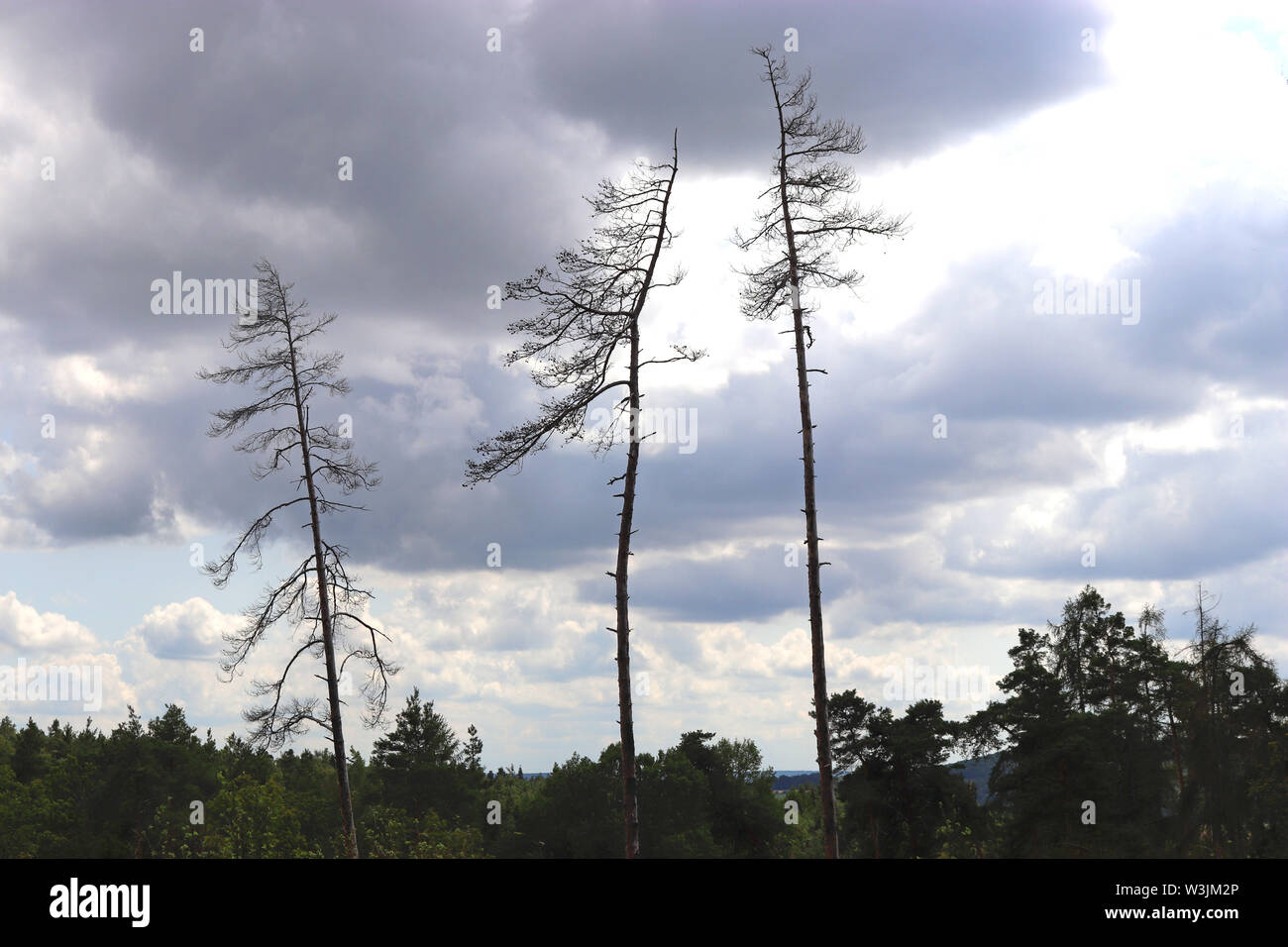 three large dead coniferous trees in front of gray clouds and woodland ...