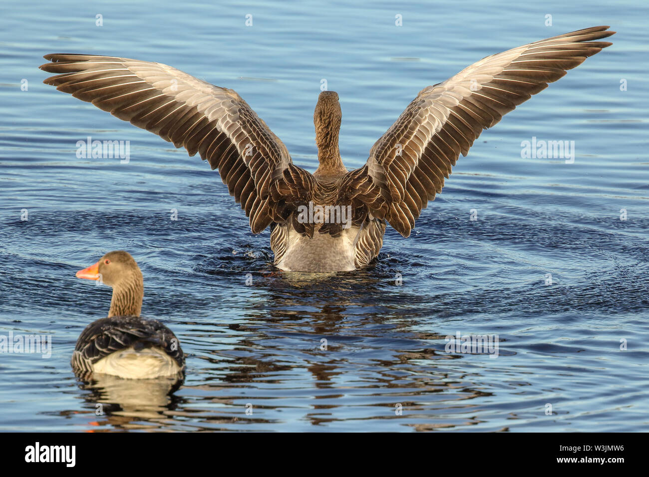 Greylag goose in spring Stock Photo - Alamy