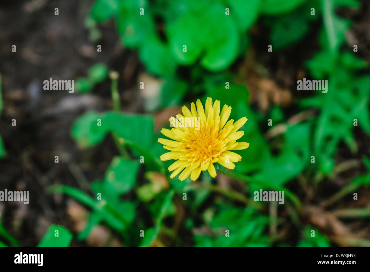small but beautiful Stock Photo - Alamy