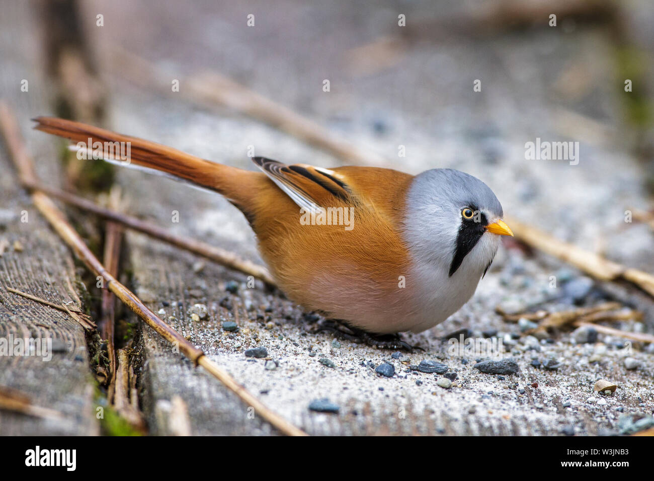 bearded reedling, bearded tit, Bartmeise (Panurus biarmicus) Männchen ...