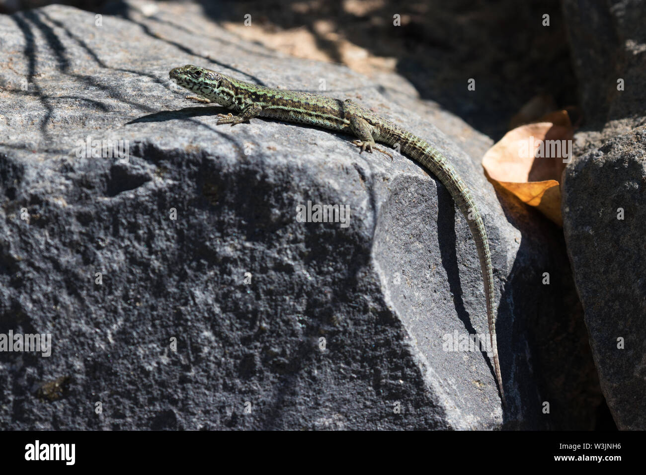 Lazarus lizard hi-res stock photography and images - Alamy