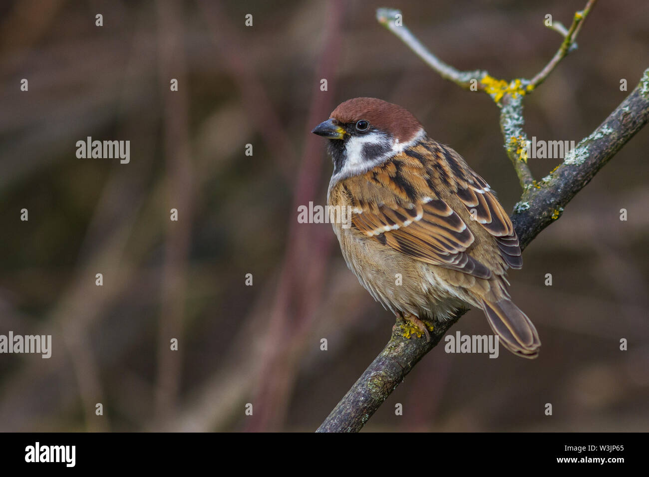 Passer montanus house hi-res stock photography and images - Alamy