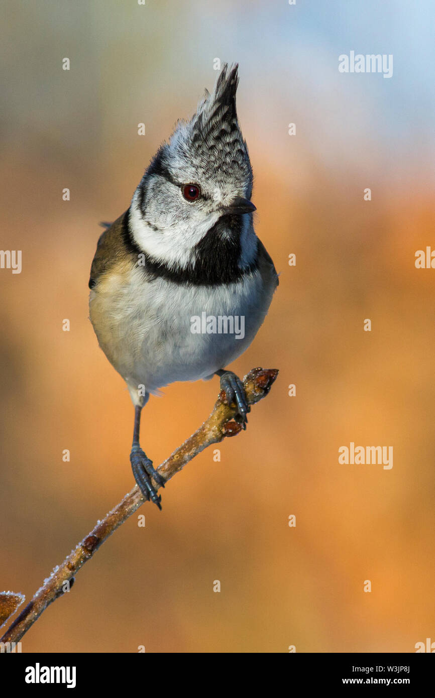 Haubenmeise (Lophophanes cristatus Stock Photo - Alamy