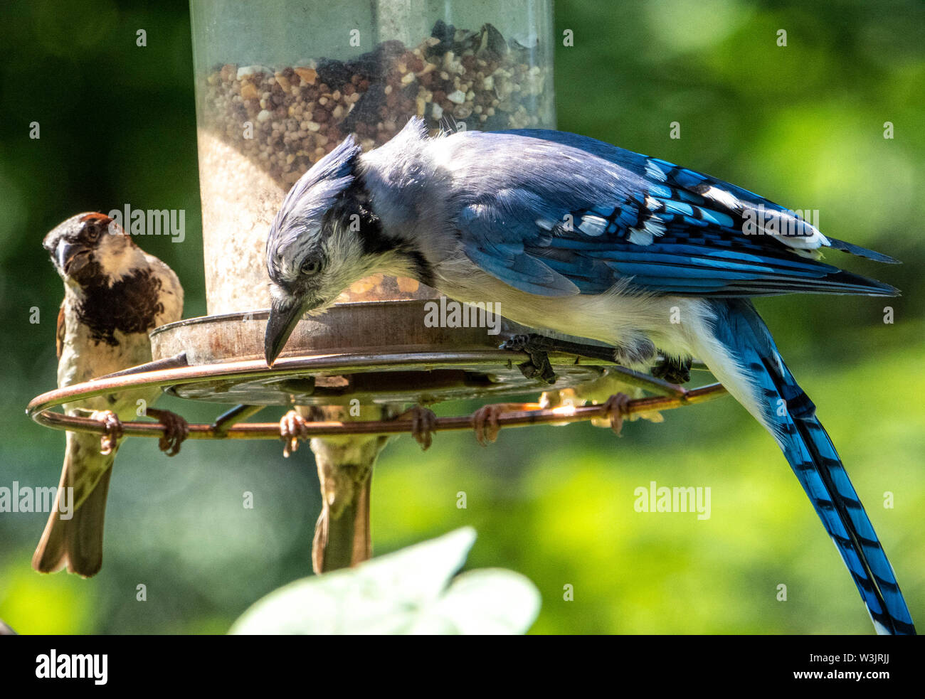 Chow down hi-res stock photography and images - Alamy
